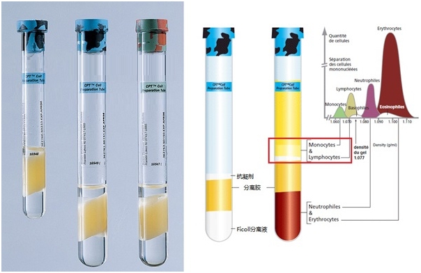 BD Vacutainer® CPT™ Mononuclear Cell Preparation Tube, 59% OFF